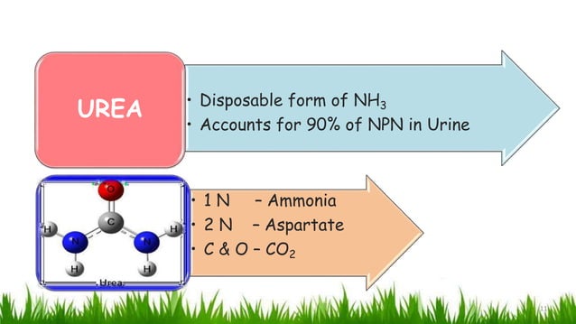 Urea cycle | PPTX | Chemistry | Science