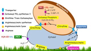 Urea cycle | PPTX