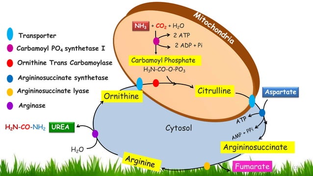 Urea cycle | PPTX | Chemistry | Science