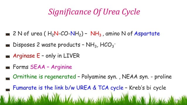 Urea cycle | PPTX | Chemistry | Science