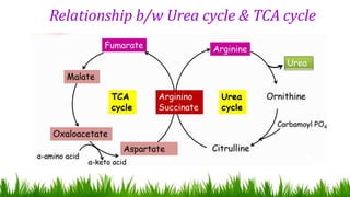 Urea cycle | PPTX