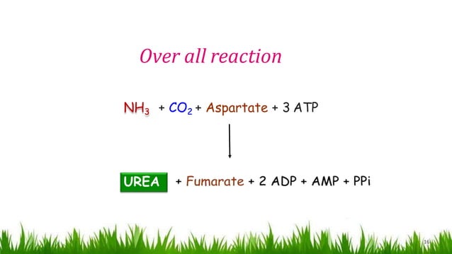 Urea cycle | PPTX | Chemistry | Science