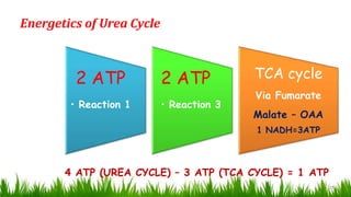 Urea cycle | PPTX