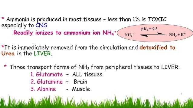 Urea cycle | PPTX | Chemistry | Science
