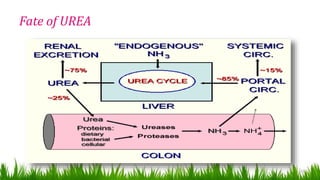 Urea cycle | PPTX