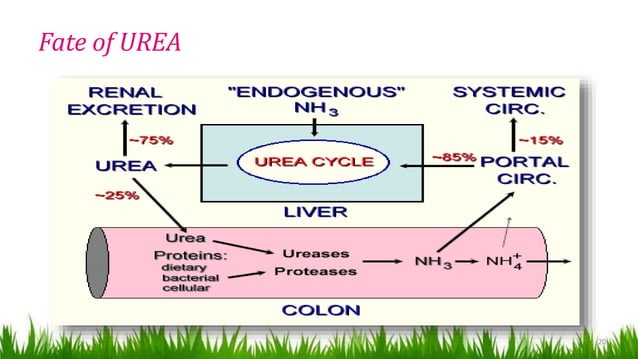 Urea cycle | PPTX | Chemistry | Science