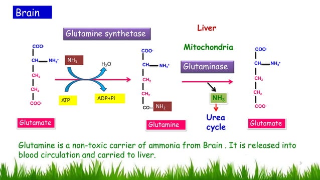 Urea cycle | PPTX | Chemistry | Science
