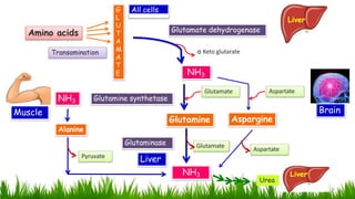 Urea cycle | PPTX