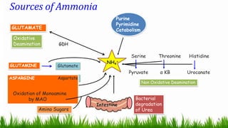 Urea cycle | PPTX