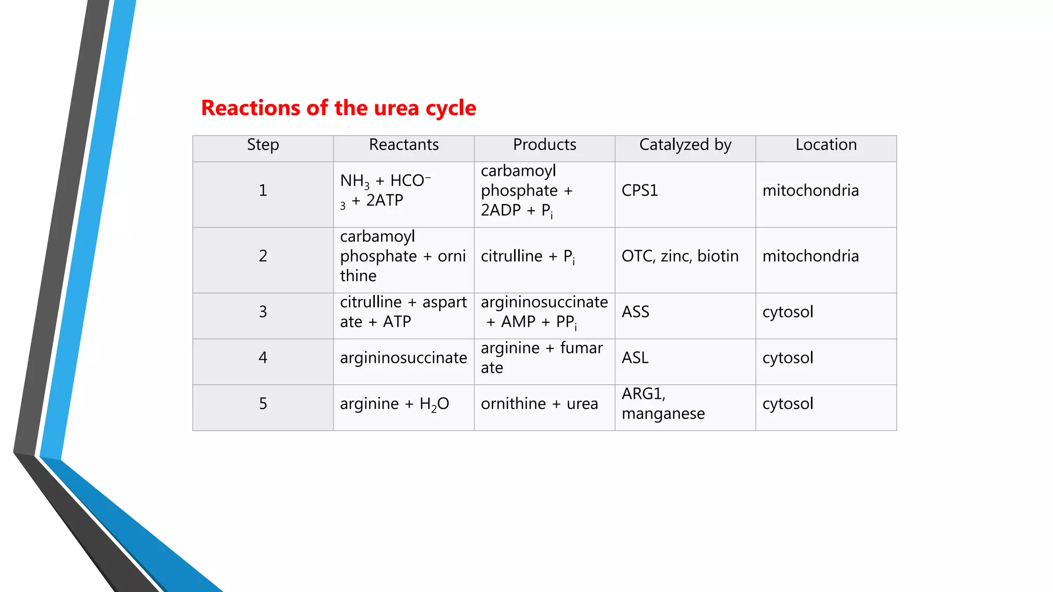 Urea cycle | PPTX
