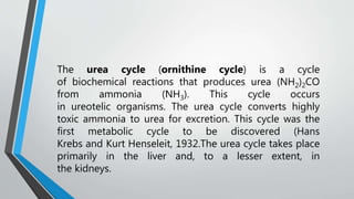 Urea cycle | PPTX