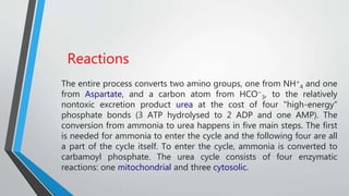 Urea cycle | PPTX