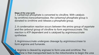 Urea cycle | PPTX