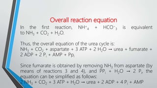 Urea cycle | PPTX