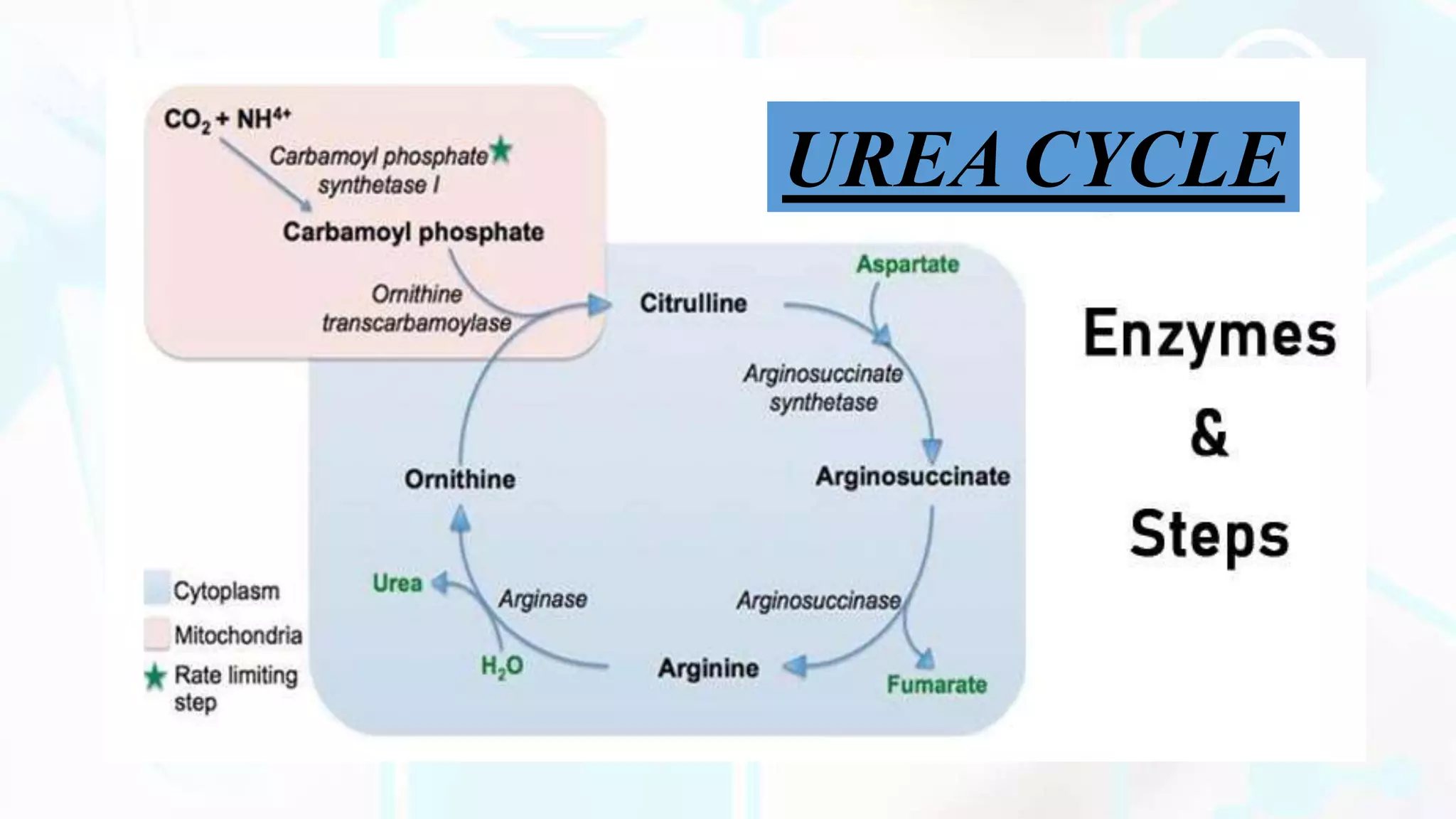 UREA CYCLE AND UREA CYCLE DISORDERS | PPTX