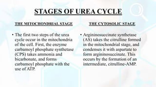 UREA CYCLE AND UREA CYCLE DISORDERS | PPTX