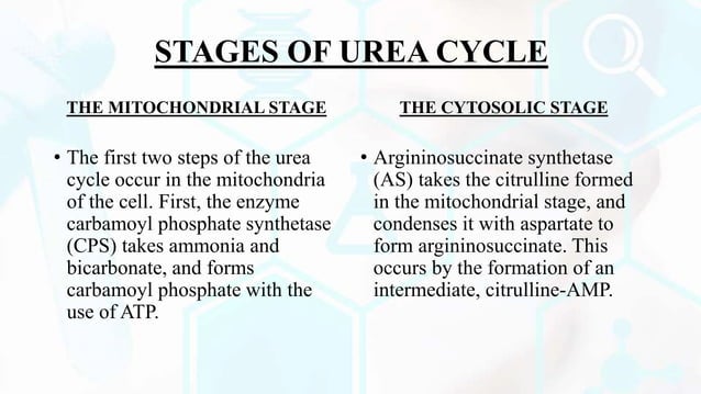 UREA CYCLE AND UREA CYCLE DISORDERS | PPTX | Chemistry | Science