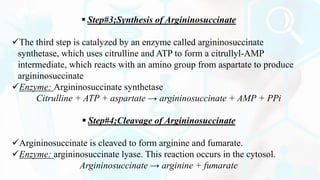 UREA CYCLE AND UREA CYCLE DISORDERS | PPTX | Chemistry | Science