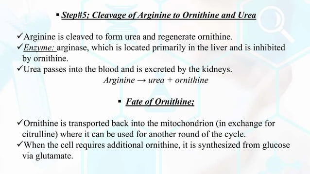 UREA CYCLE AND UREA CYCLE DISORDERS | PPTX | Chemistry | Science