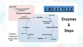 UREA CYCLE AND UREA CYCLE DISORDERS | PPTX