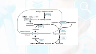 UREA CYCLE AND UREA CYCLE DISORDERS | PPTX | Chemistry | Science