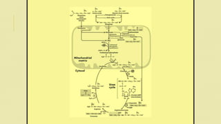 Urea cycle | PPT
