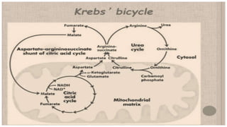 Urea cycle | PPT