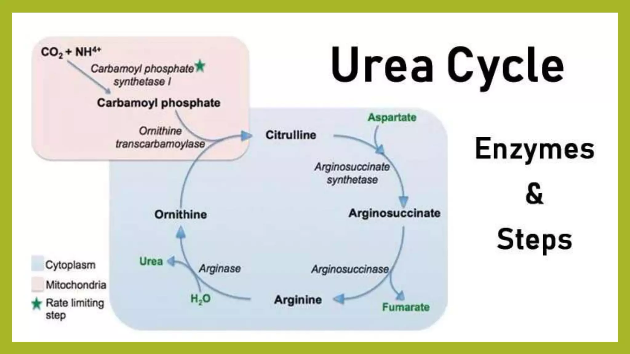 Urea cycle and disorder | PPTX