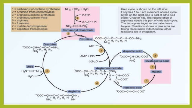 Urea cycle and disorder | PPTX