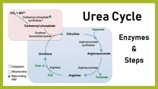 Urea cycle and disorder | PPTX