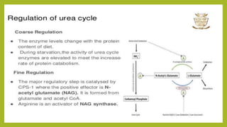 Urea cycle and disorder | PPTX