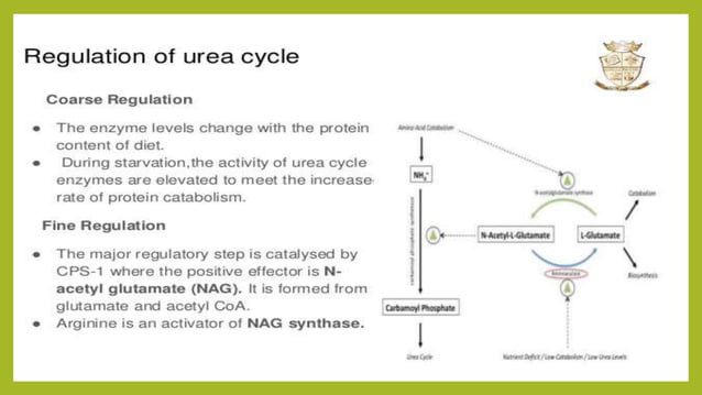 Urea cycle and disorder | PPTX