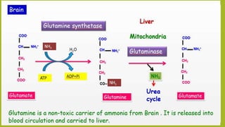 Urea cycle and disorder | PPTX