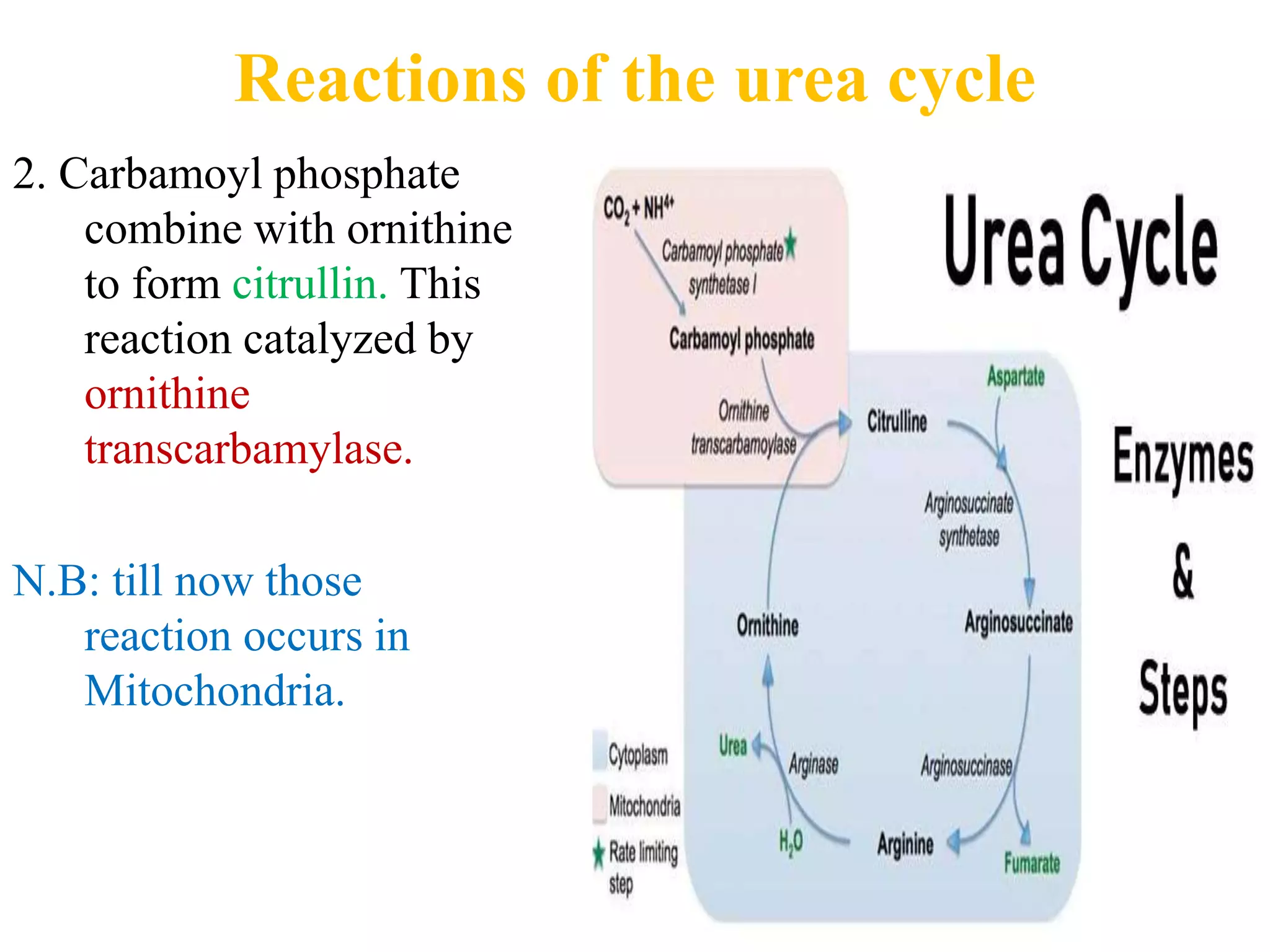 Urea cycle | PPT
