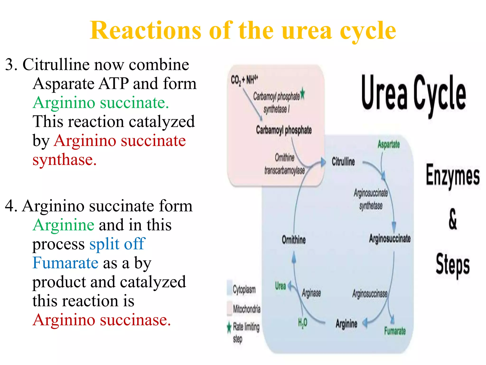 Urea cycle | PPT