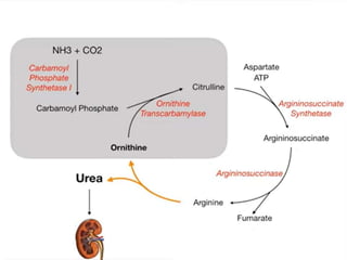 Urea cycle | PPT