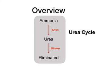 Urea cycle | PPT