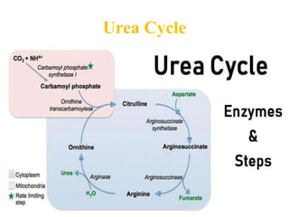 Urea cycle | PPT