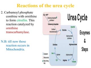 Urea cycle | PPT