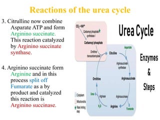 Urea cycle | PPT