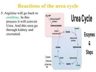 Urea cycle | PPT