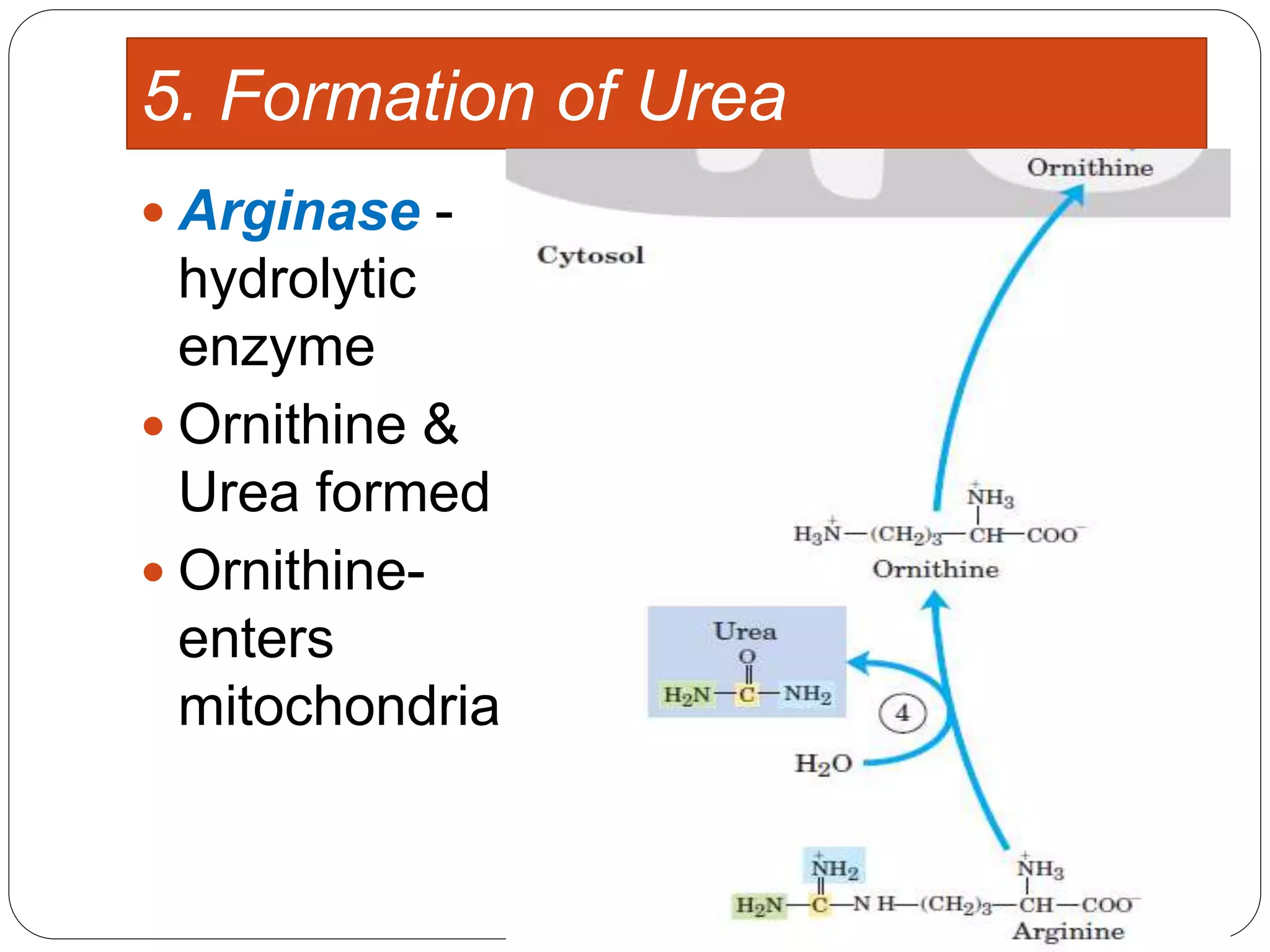 Urea cycle | PPTX