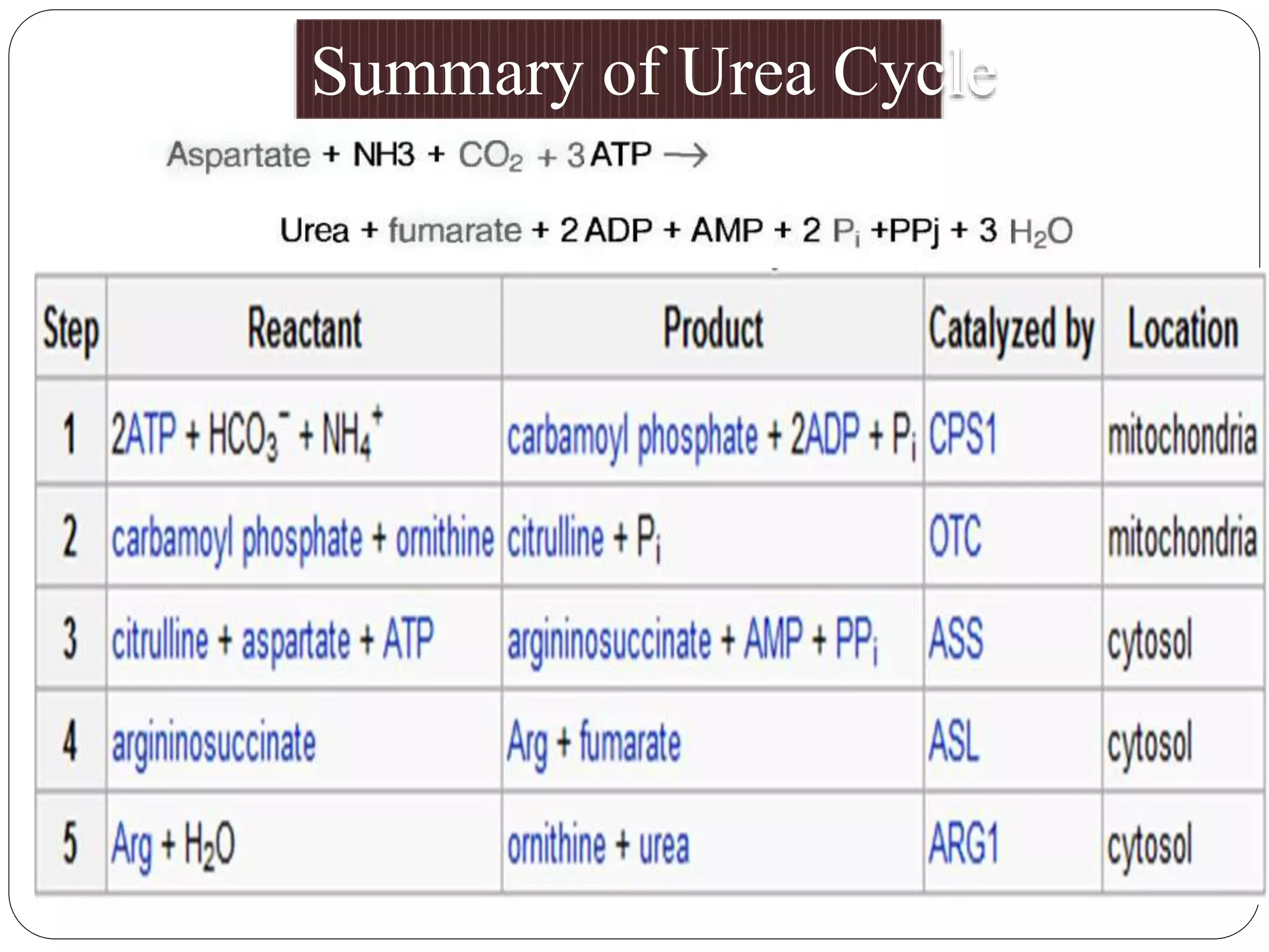Urea cycle | PPTX