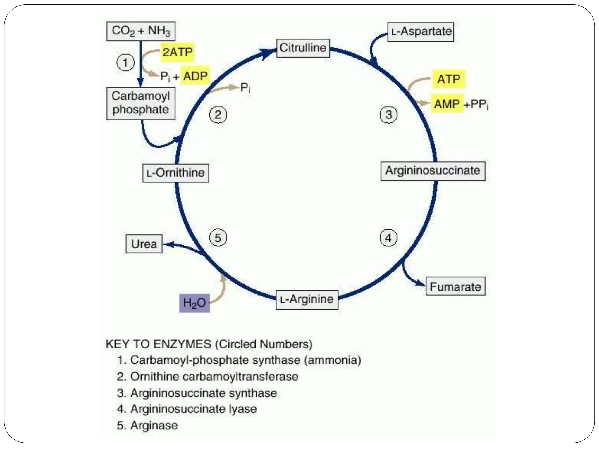 Urea cycle | PPTX