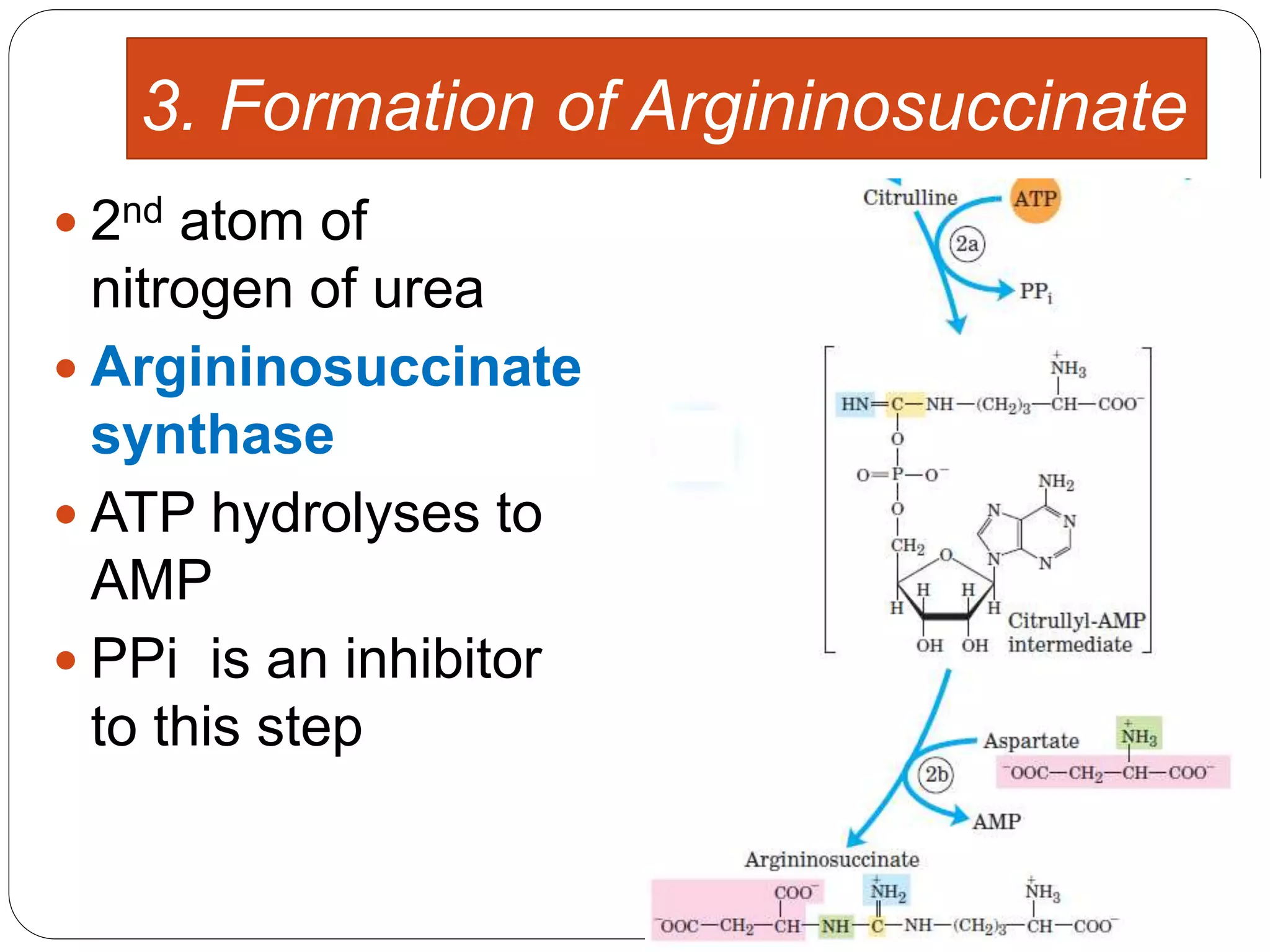 Urea cycle | PPTX