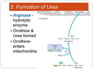 Urea cycle | PPTX