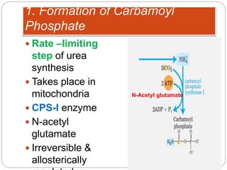 Urea cycle | PPTX