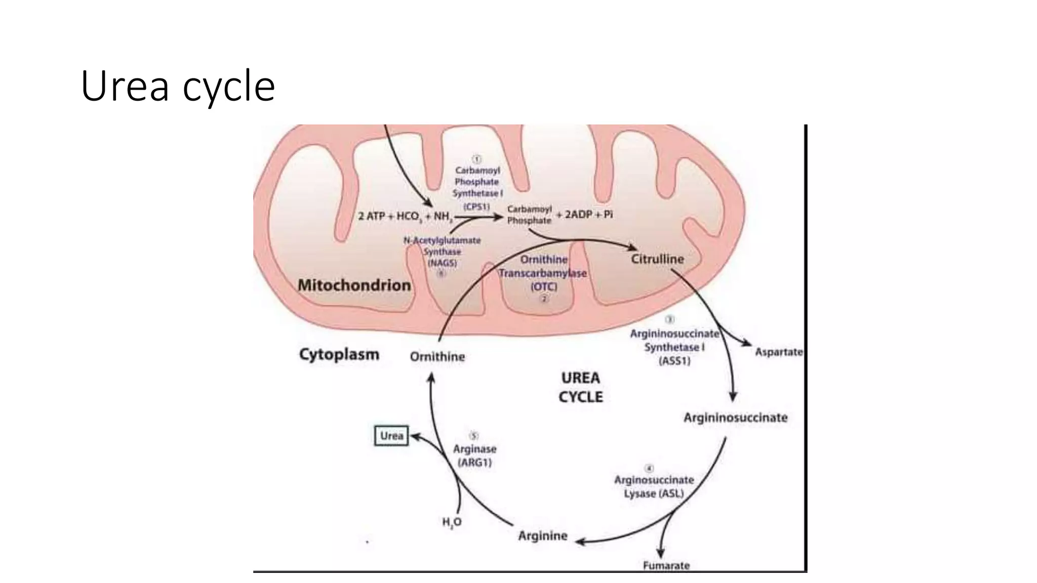 urea cycle.pptx