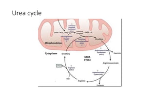 urea cycle.pptx