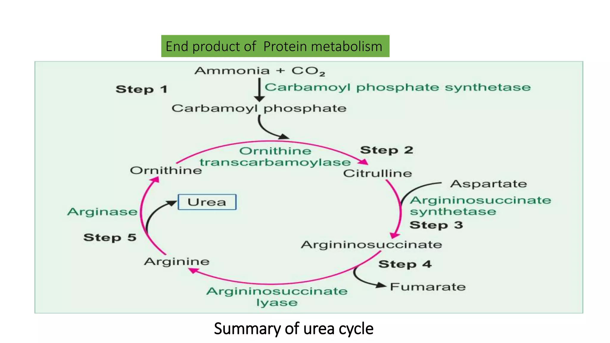 urea cycle.pptx